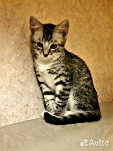 Котенок Степочка неудавшийся почтальон