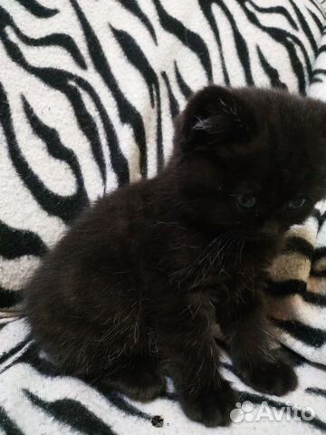 Шотландские котята