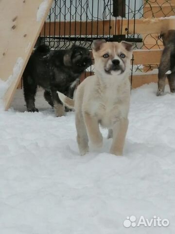 Щенок в добрые руки