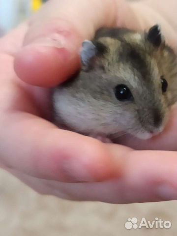 Джунгарский хомяк
