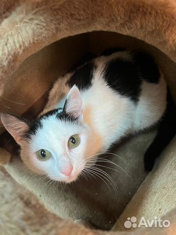 Кошечка Рокси 1,5 года