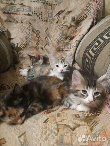 Котята отдам бесплатно