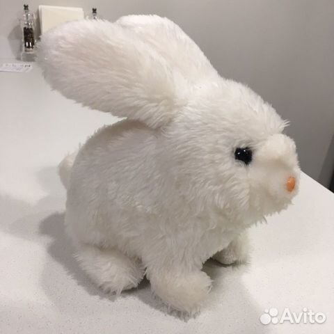 Кролик, заяц