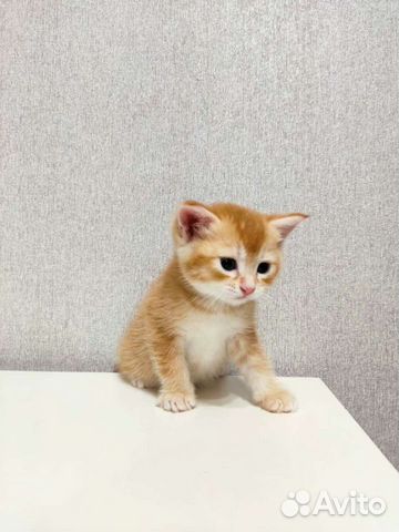 Кошечка британская персик