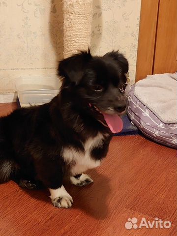 Мальчик пират ищет семью