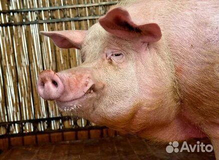 Продам хряка