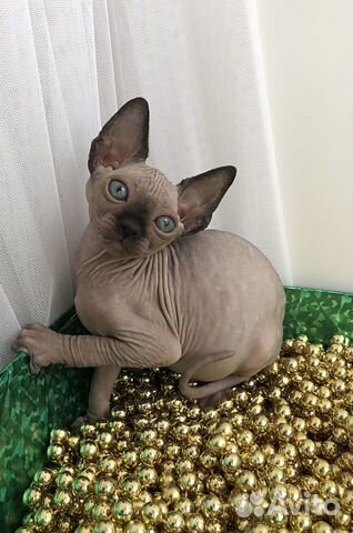Канадский сфинкс девочка