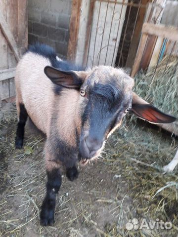 Альпийский козел на вязку