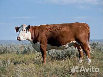 Корова дойная