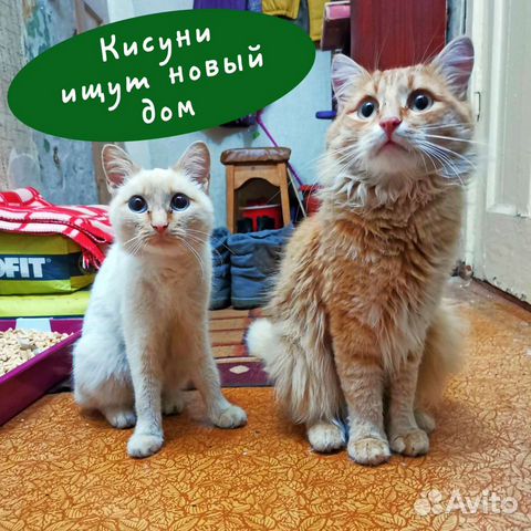 Кошка и кот