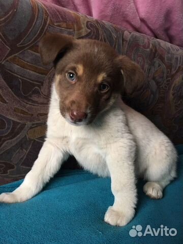 Невероятно красивая малышка в добрые руки