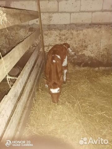 Телята айширской породы от 10 дней