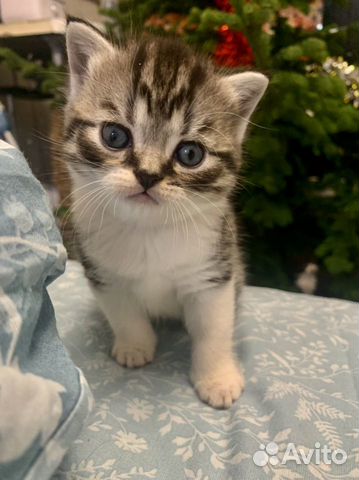 Шотландские котята