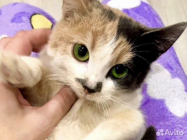 Котенок Ася трехцветная 5 мес ищет дом