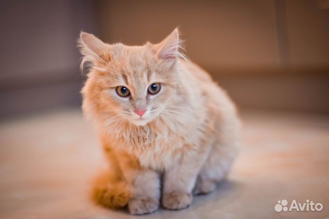 Котята, мальчики