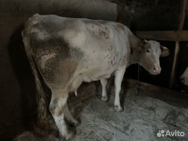 Корова на мясо