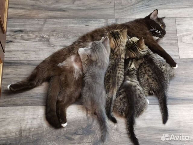 Котята в очень добрые руки