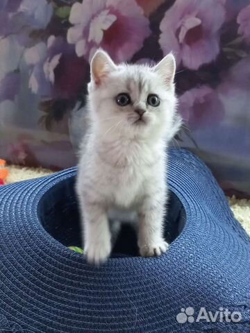 Малышка окраса вискас