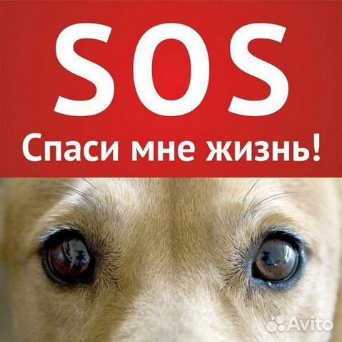 Спасите хвостиков,они умирают и замирзают