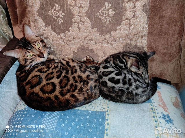 Яркие бенгальские котята