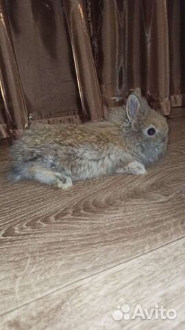 Карликовый кролик с подарком