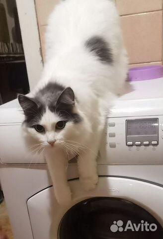 Очень ласковая кошка