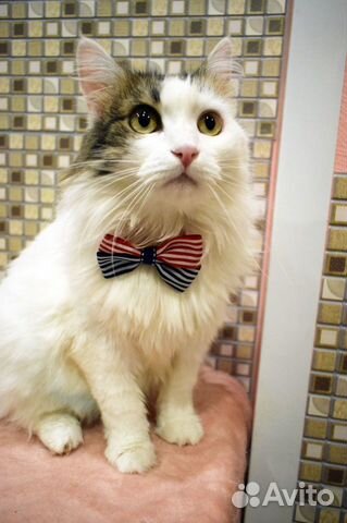 Кошечка Шерри 1,5 года