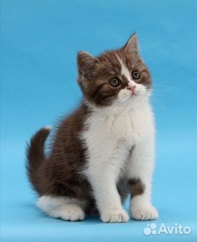 Кошки шотландцы вислоухие