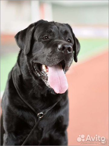 Вязка лабрадор