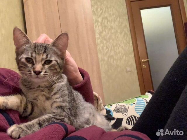 Котенок полосатый девочка сверхласковая 3 мес