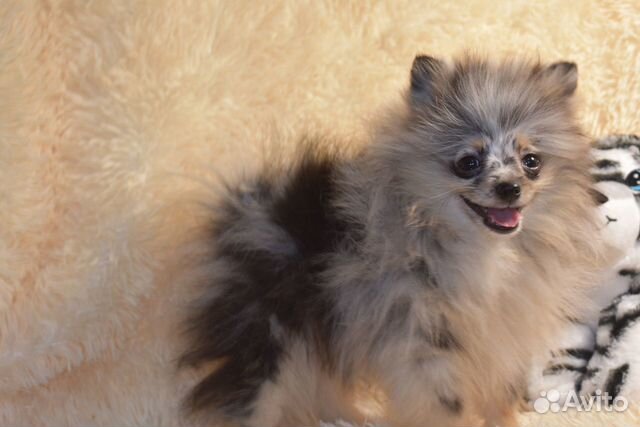 Шпиц-девочка мерле с геном голубых глаз