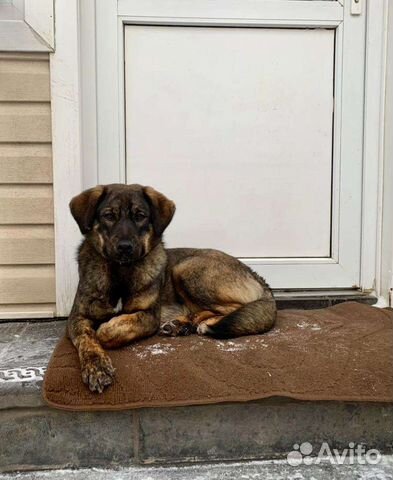 Щенок девочка в добрые руки