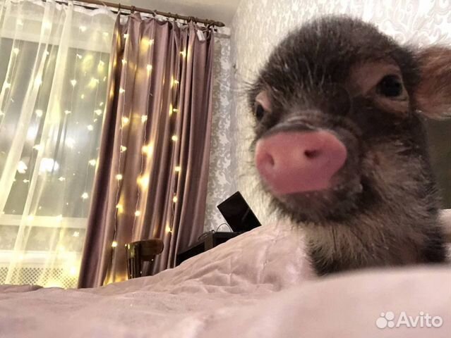 Минипиг