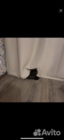 Отдам кота в добрые руки