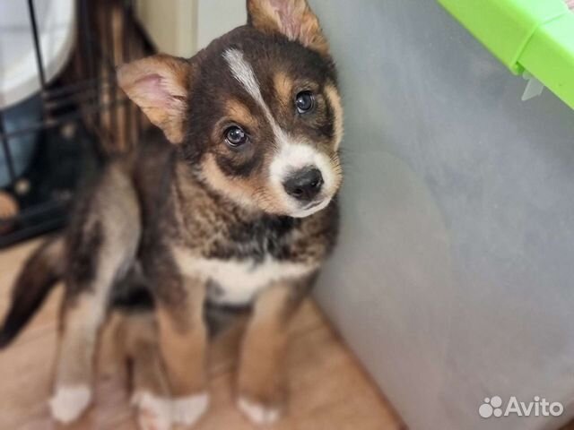 Щенок Амиго 3 мес, привит. Будет чуть выше колена