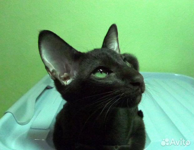 Ориентальный котенок. Шоколадный мальчик