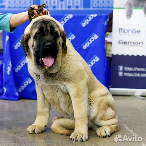 Щенок испанского мастифа самка