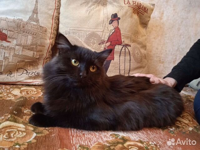 Милая кошечка Маняша.,1год