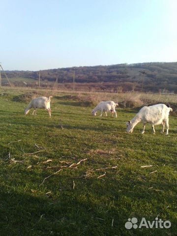 Зааненские козы