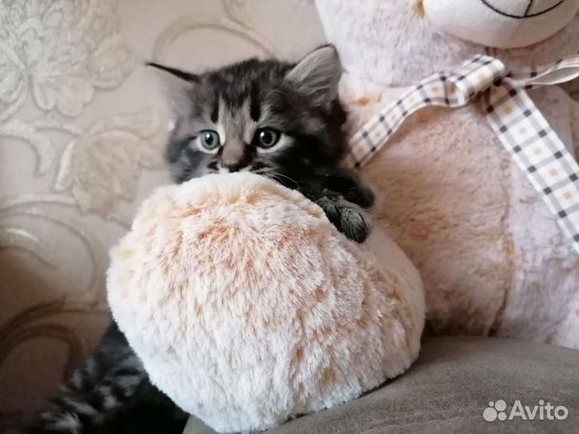 Котенок тигрёнок