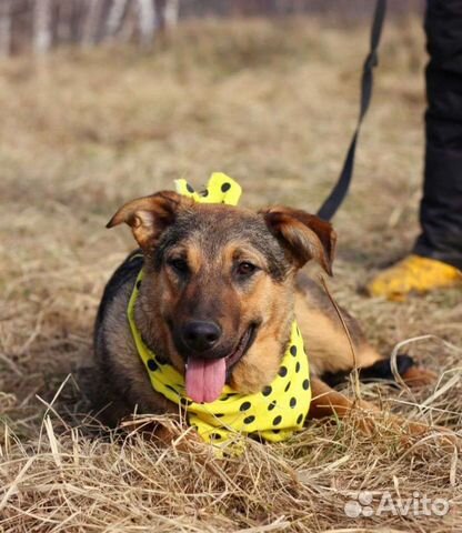 Комета - это собака на счастье