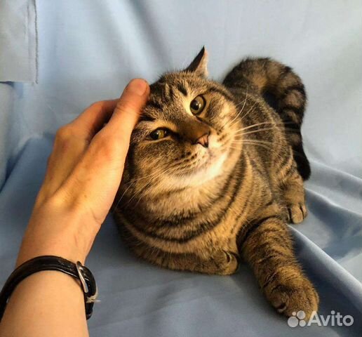 Ласковый молодой кот Тигрик в добрые руки