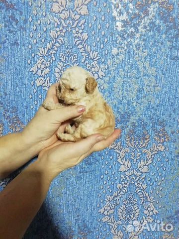 Щеночки пудельки