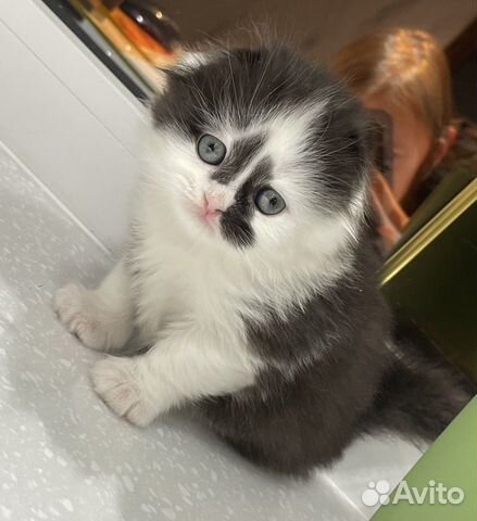 Чистокровные шотландцы