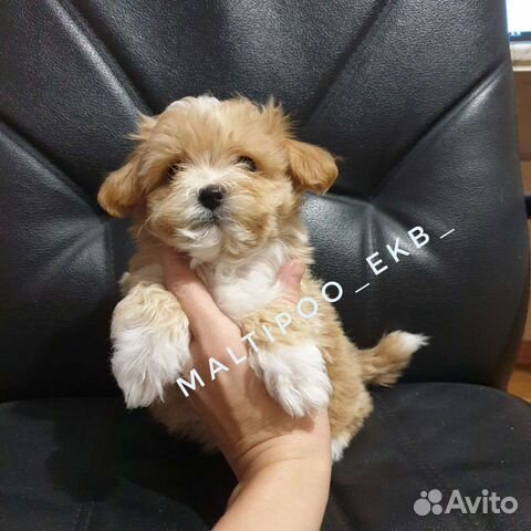 Мальтипу ф1 мини