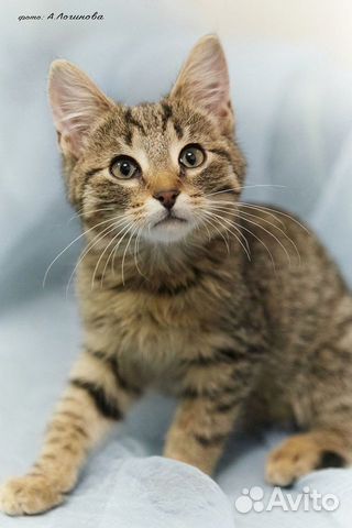 Нежный и ласковый котёнок-мальчик 3 месяца