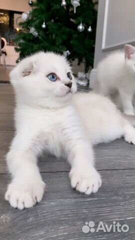Шотланский вислоухий котенок