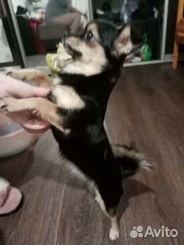 Вязка чихуахуа девочка ищет жениха