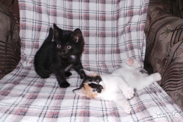 Котята в добрые руки