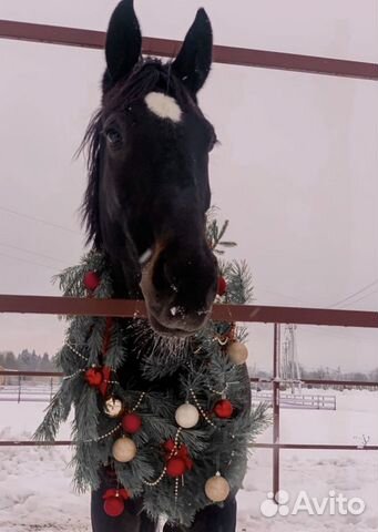 Продам лошадь